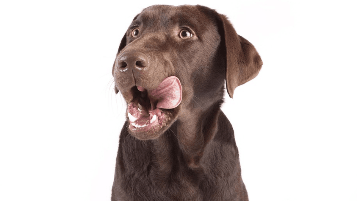 What time should you feed your dog? This is the best time to feed your pet