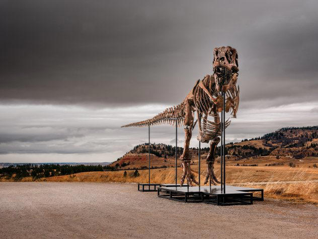 T rex fossil found on South Dakota ranch could sell for $30 million