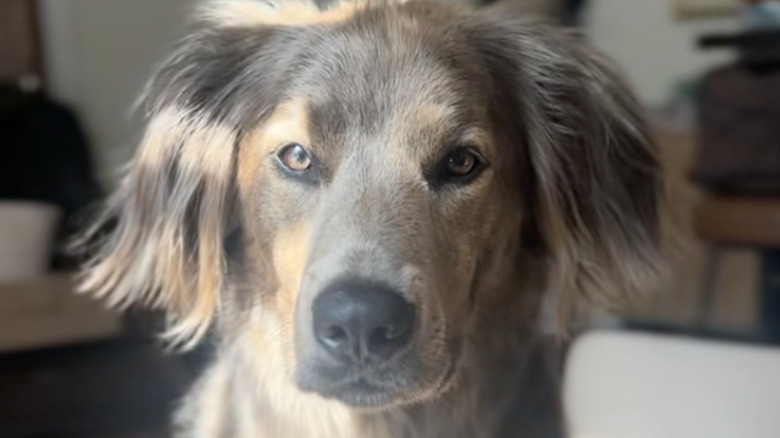 Rescue lab mix's toasty brown coat looks like he was 'in the oven too long'