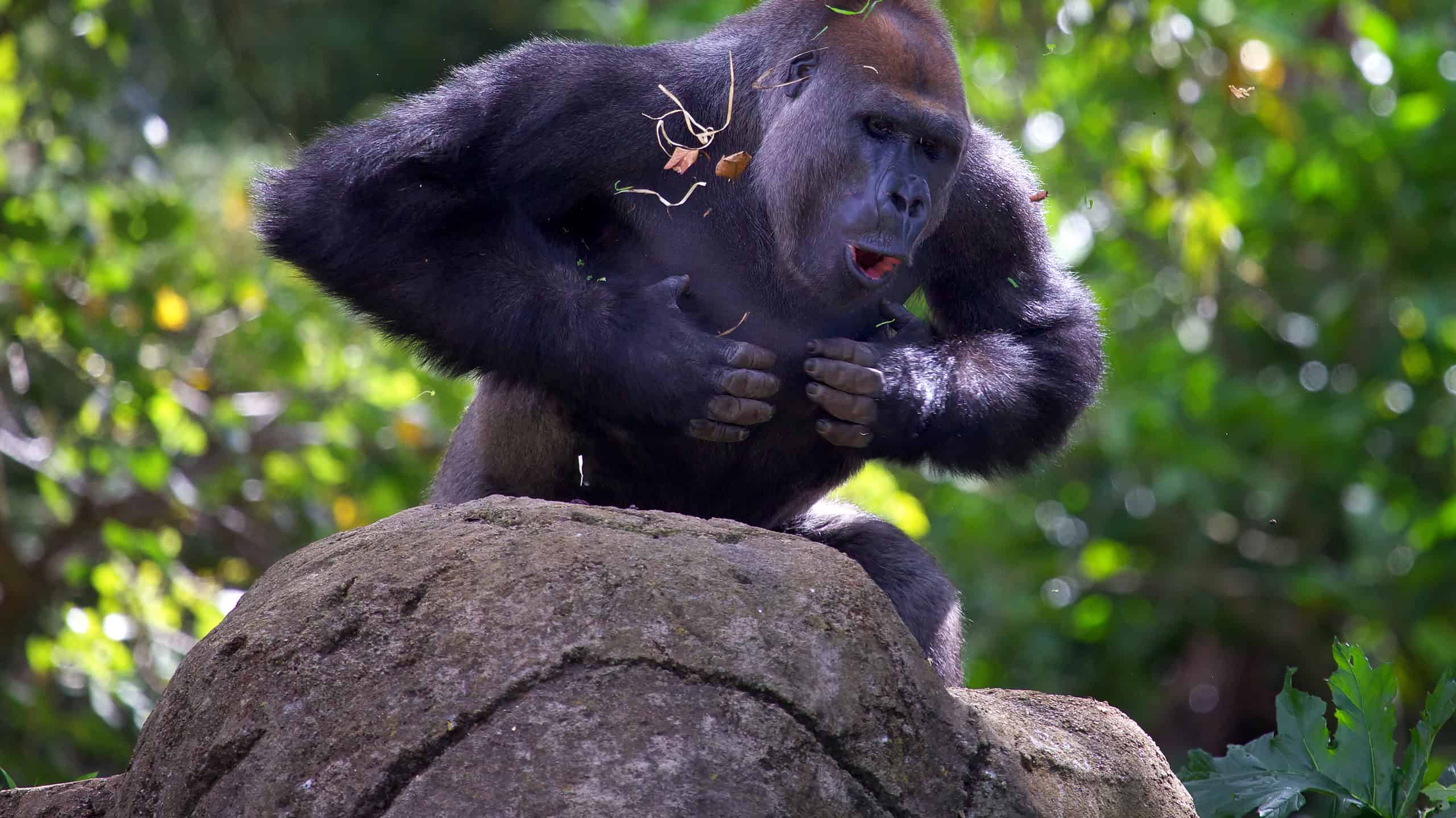 5 animals strong enough to take on a silverback gorilla