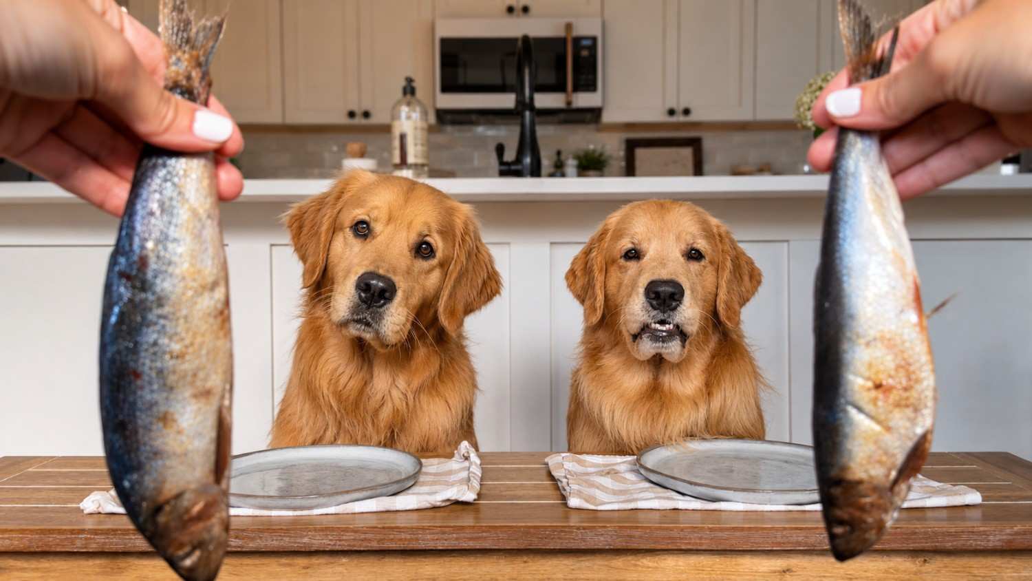 Golden retriever brothers try fish