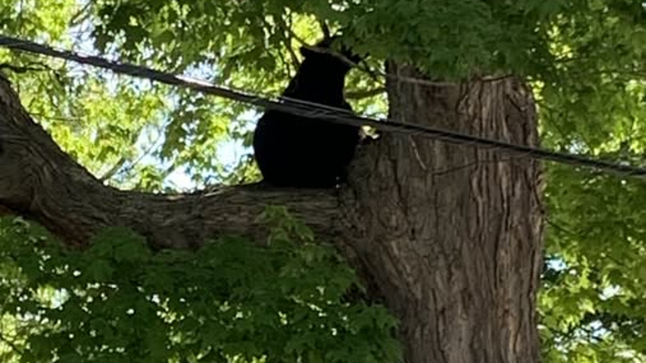 Another Michigan black bear sighting - this time in a Mt. Pleasant tree