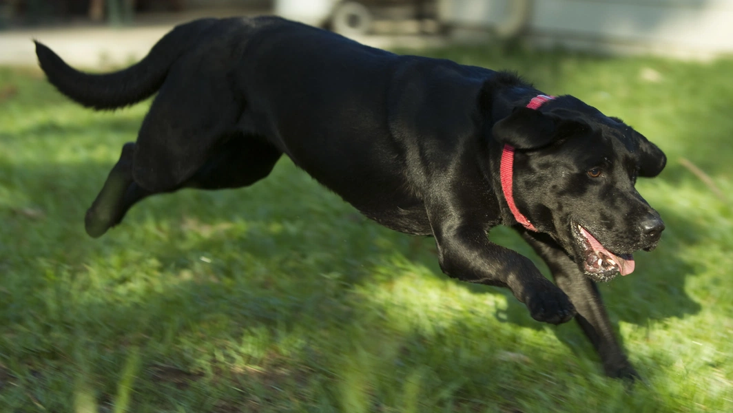 10 dog breeds that form lifelong bonds