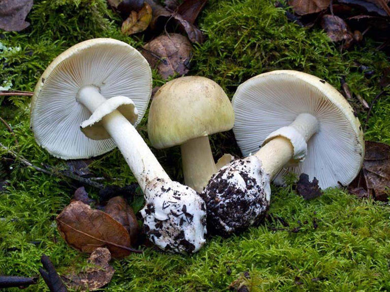Toxic mushroom killed SLO County puppy. Which CA fungi are poisonous ...