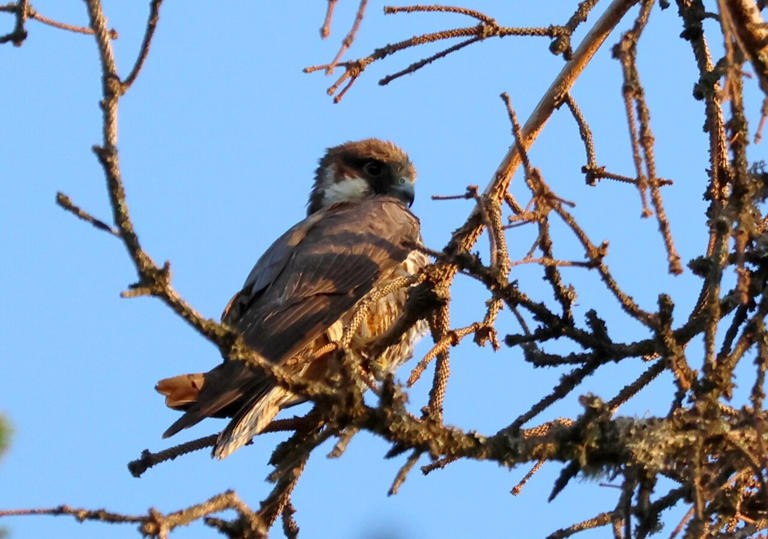 Twilight hunt reveals falcon feasting on unusual prey at Greek lagoon