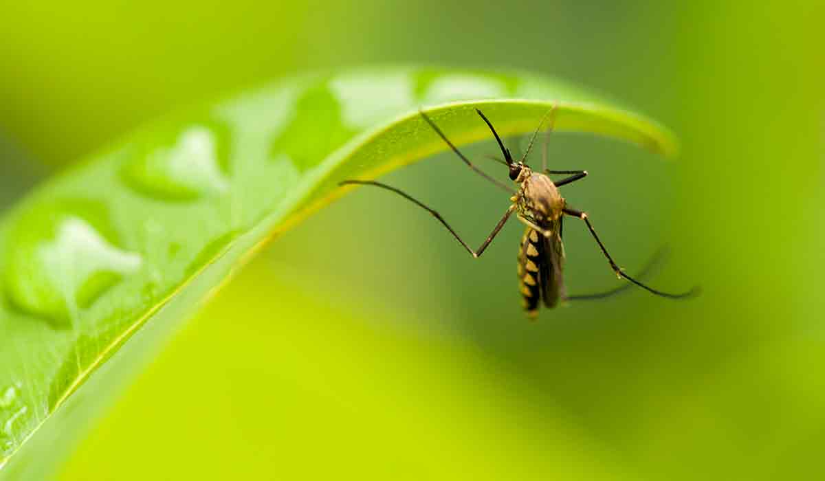 Urgent warnings issued as deadly insect-borne virus surfaces in major ...