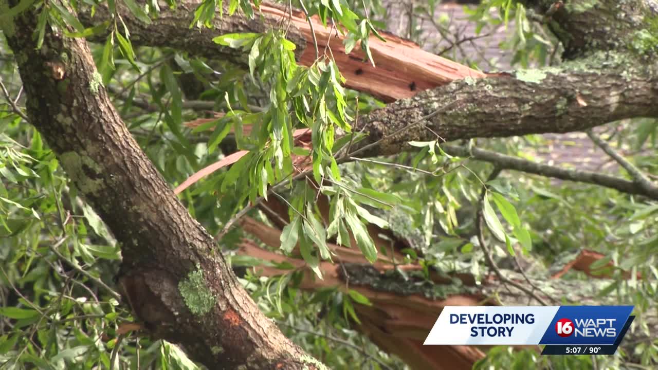 Tree falls on Jackson home, displacing family of 11