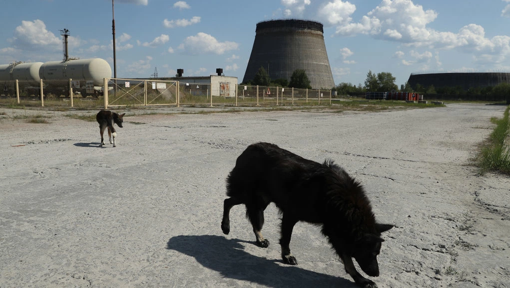 Chernobyl dogs and wildlife in a radioactive landscape