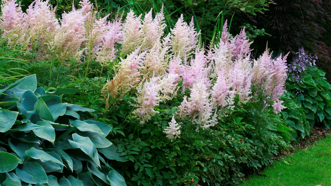 5 gorgeous shade-loving plants