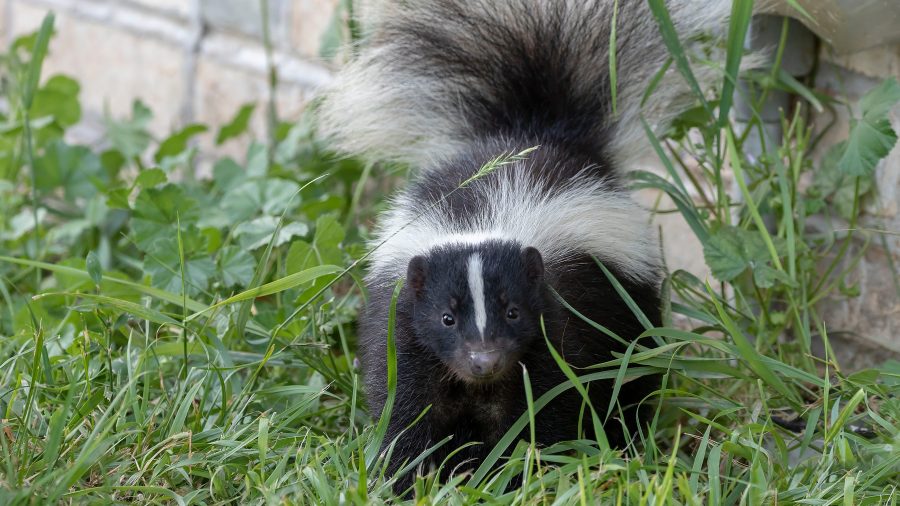 Rabies alert: Skunks test positive in Alexandria Bay
