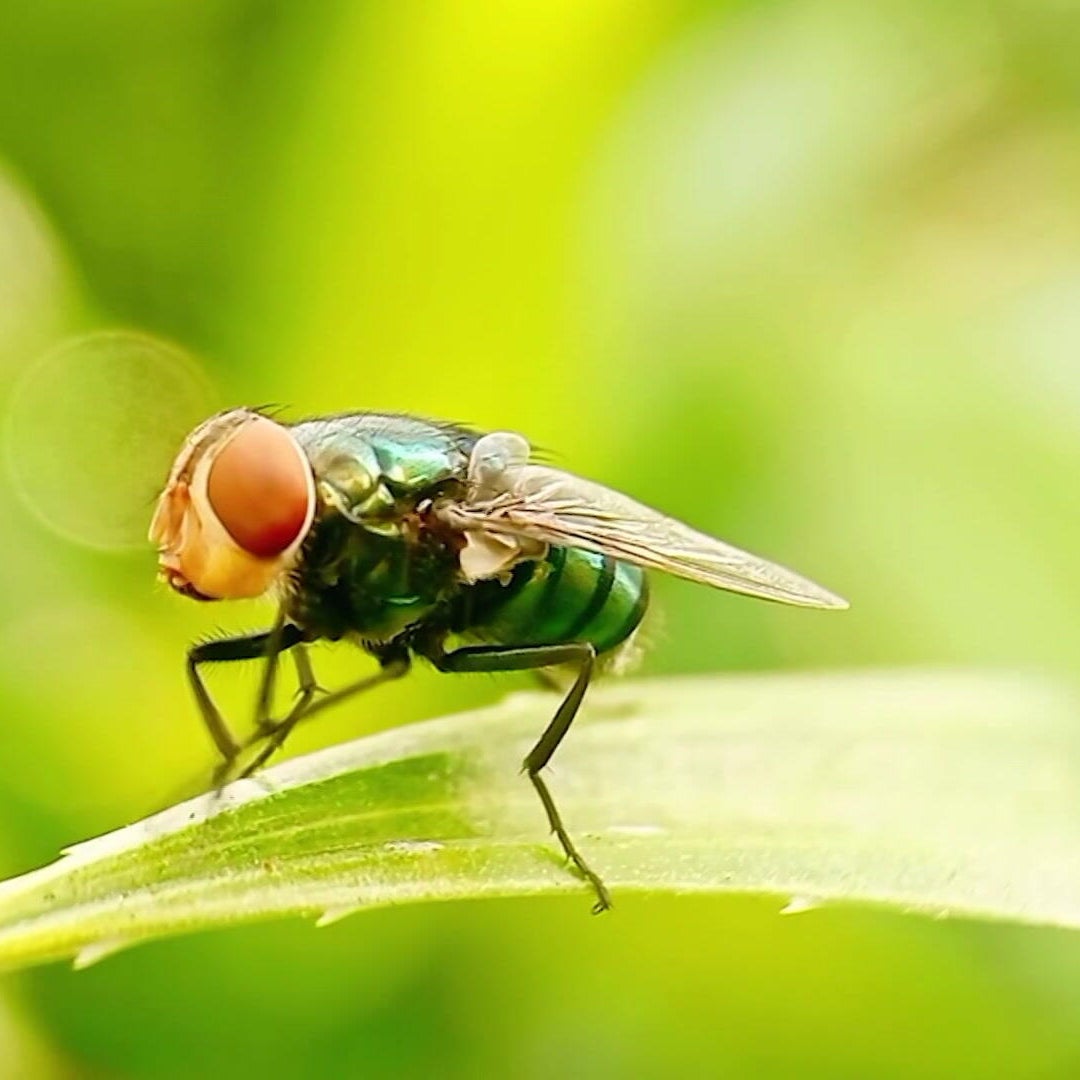 Possible flesh-eating screwworm case in Texas, USDA says