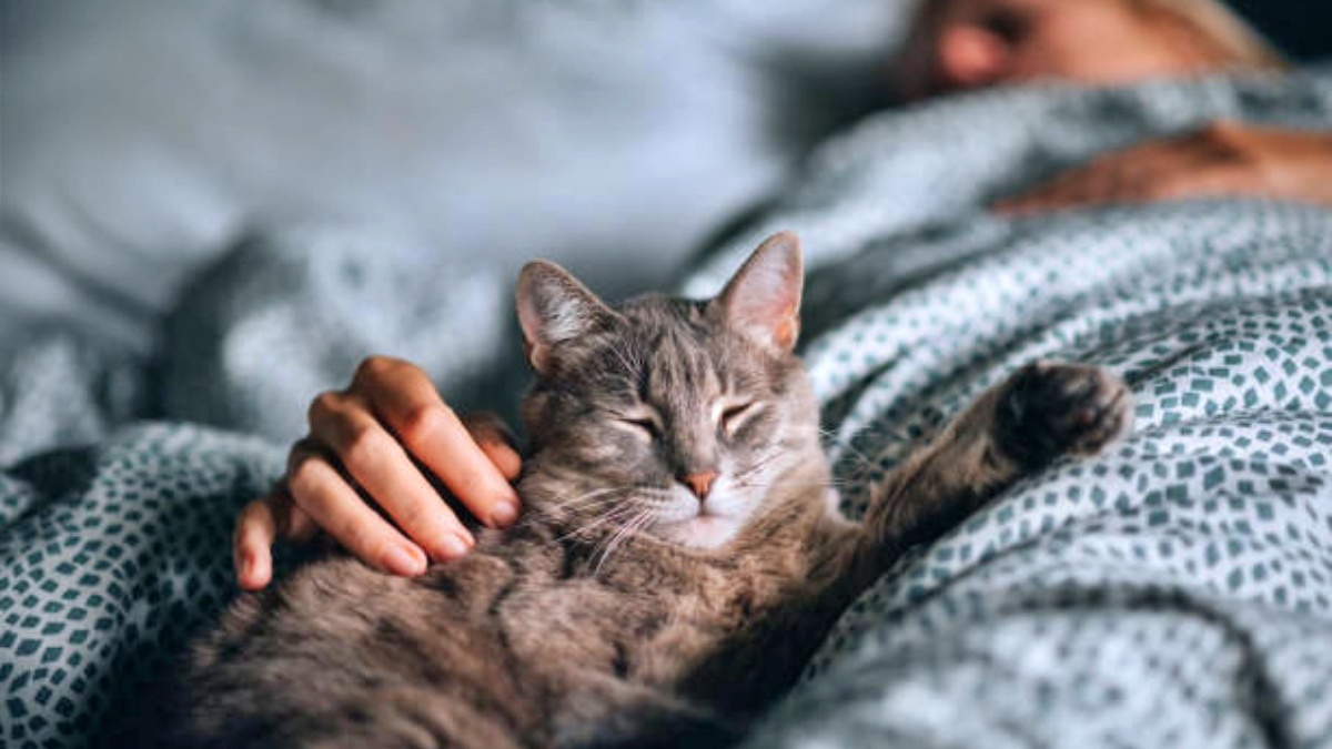 If your cat sleeps beside you every night, here's what it could mean