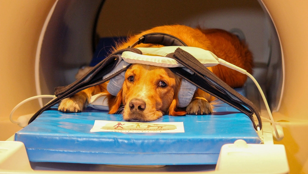 Scientists map 10 core emotions shaping dogs’ inner lives
