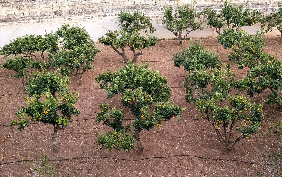 Pruning secrets every home gardener should know