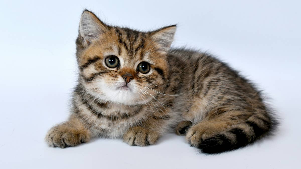Kitten wakes up late for litter feeding time and acts like he's ...