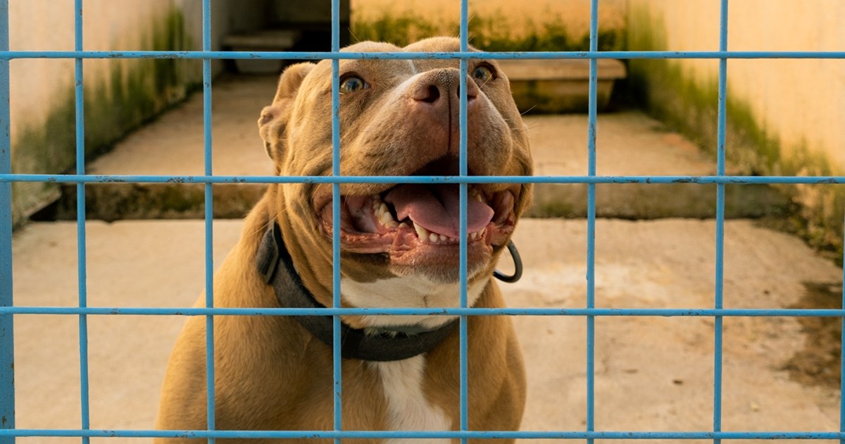 Mama dog & her babies were stuffed in tiny crate until a miraculous rescue