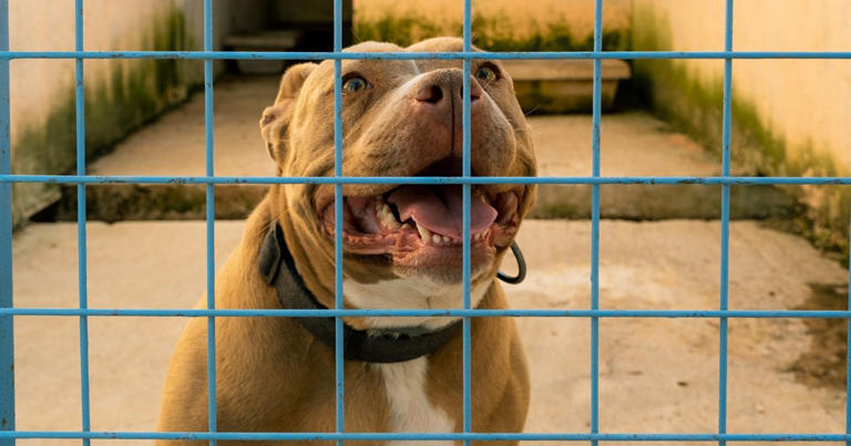 Mama dog & her babies were stuffed in tiny crate until a miraculous rescue
