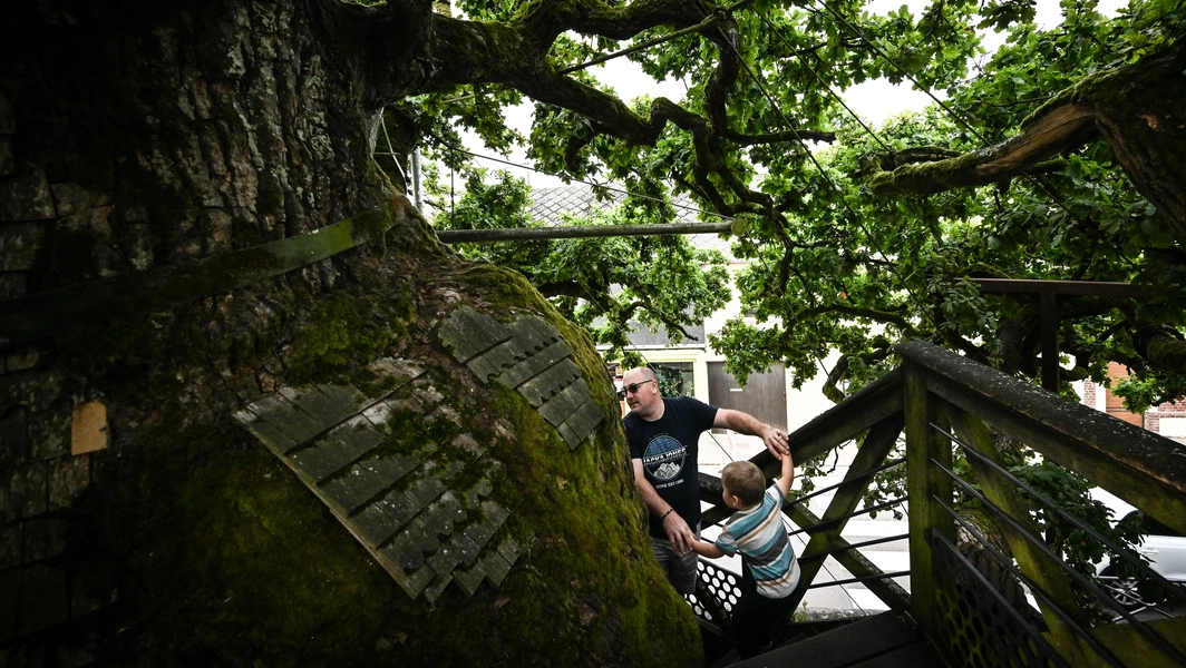 Council blocks felling of 100-year-old oak despite home damage