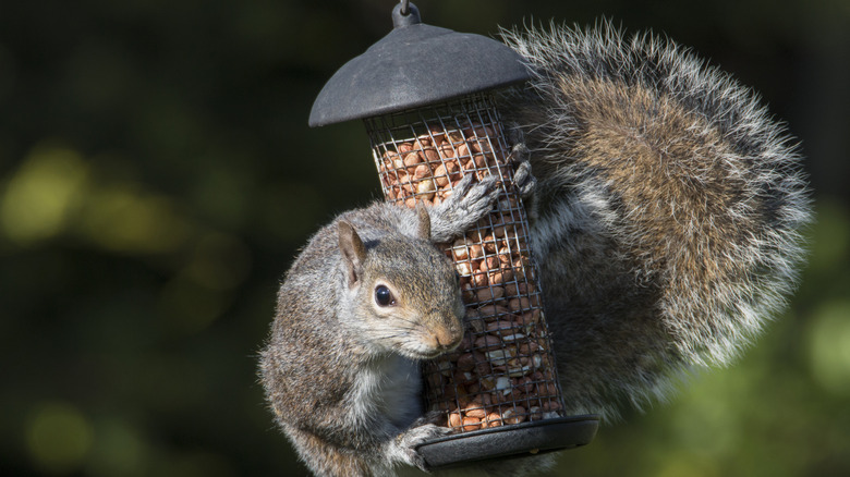Don't toss empty nursery pots - reuse them to easily squirrel-proof ...