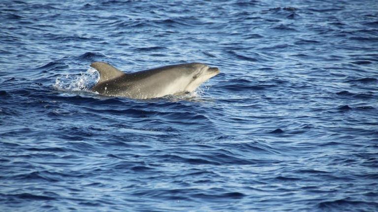 A global predation map just confirmed small dolphin species carry more ...
