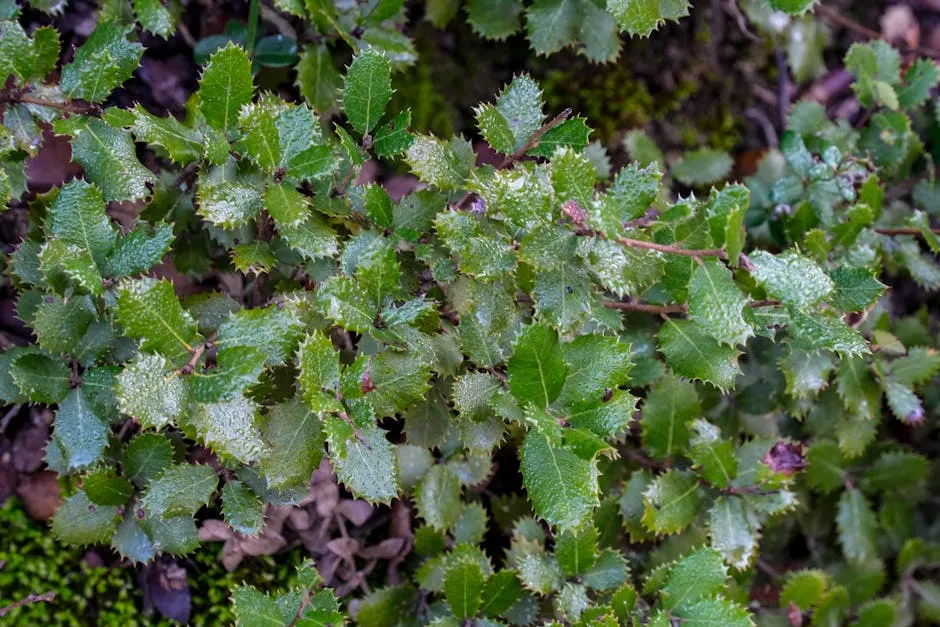 6 striking native shrubs that provide crucial winter food for birds