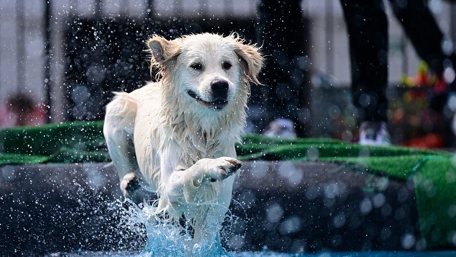 5 dog breeds veterinarians recommend