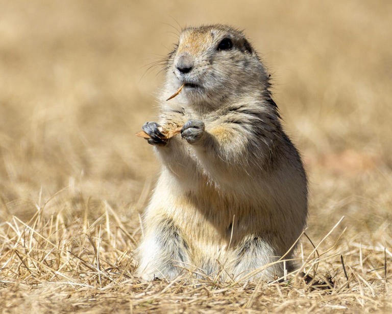 Strychnine delays mean it's 'too late' for gopher control this spring ...