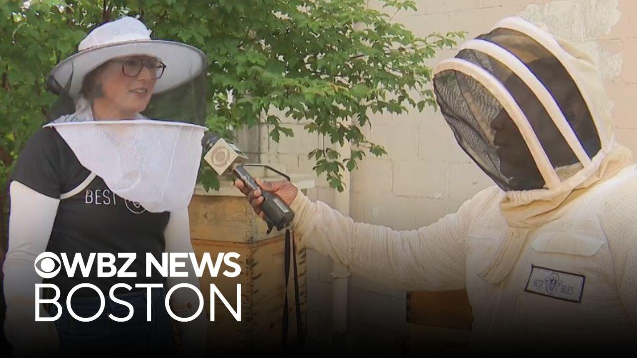 Massachusetts students don bee suits to learn about nature