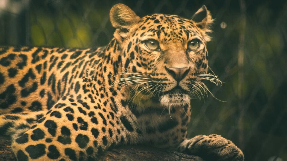 African proverb of the day: 'Rain beats leopard's skin, but it does not ...