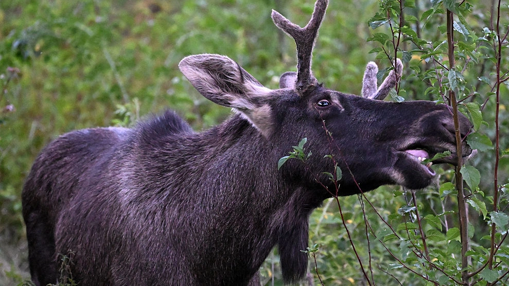 Winter ticks’ impact on moose health and survival