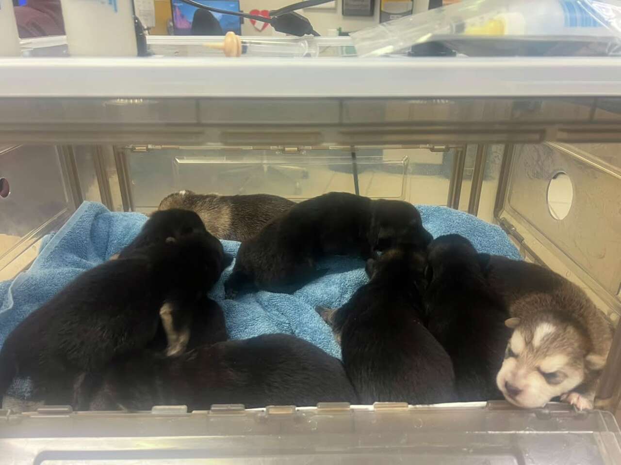 'This is cruel': Abandoned puppies found in 'scorching' heat; LACS ...