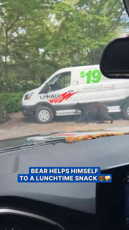 Hungry bear lets himself into van in search of a snack
