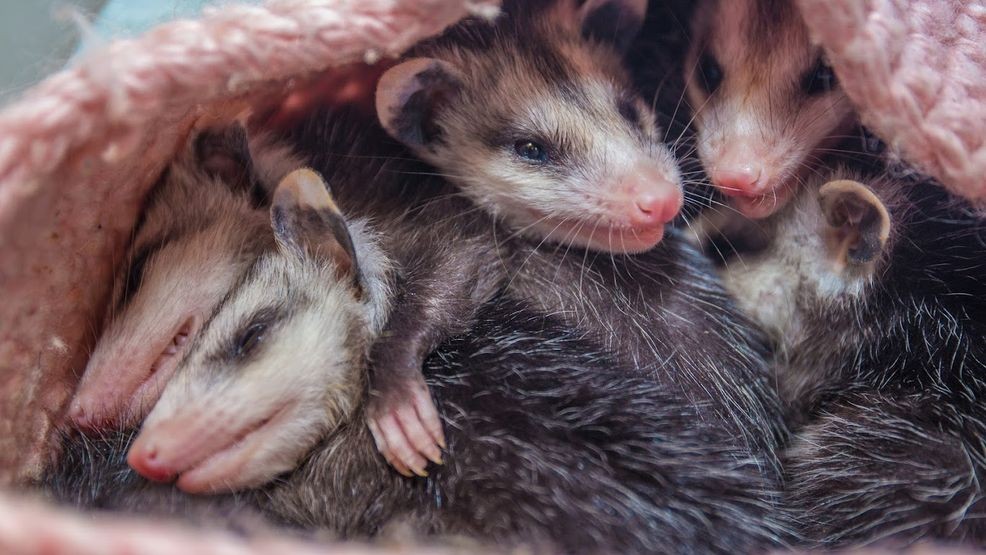 Gallery: Busch Wildlife Sanctuary sees baby season surge in orphaned ...