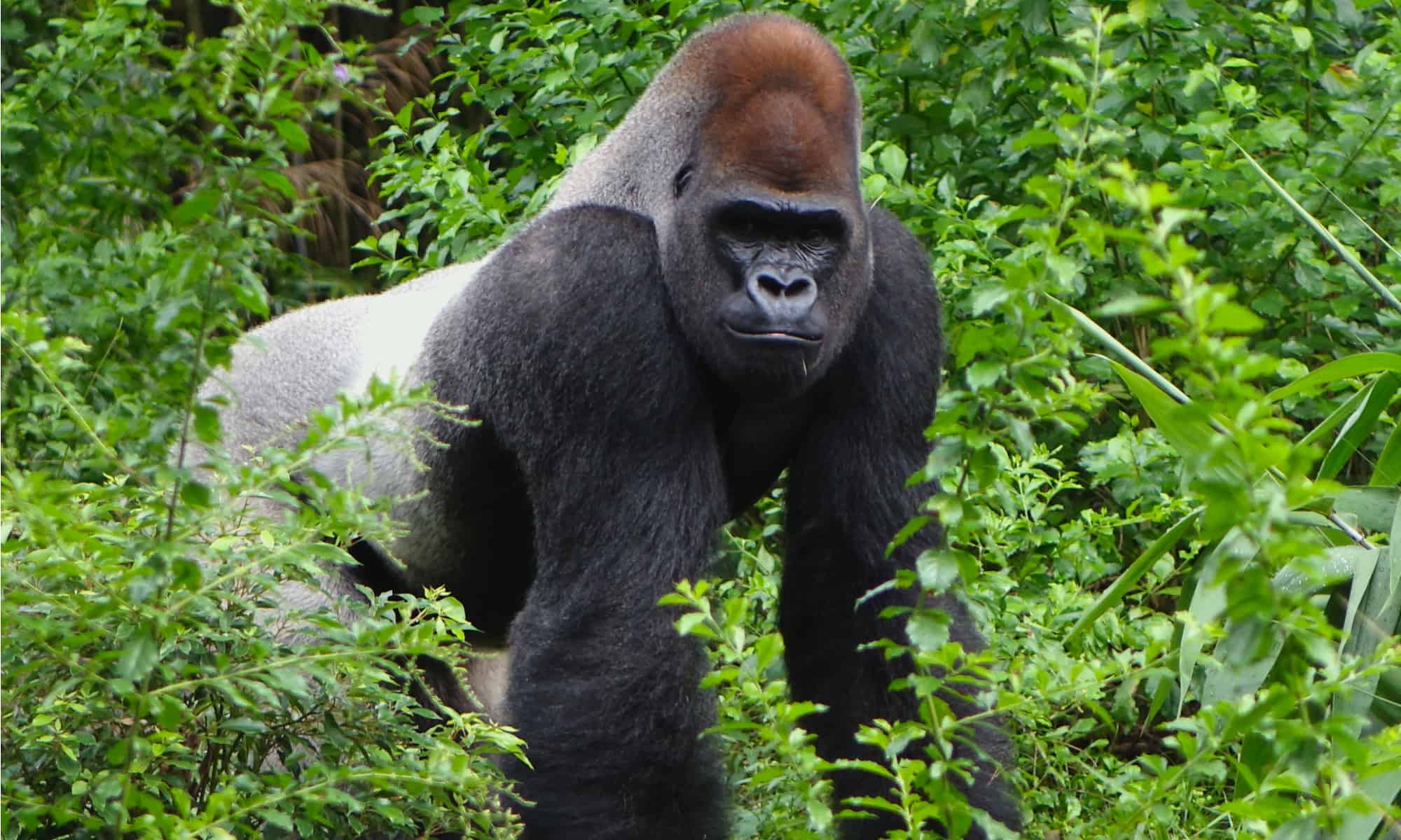 5 animals strong enough to take on a silverback gorilla