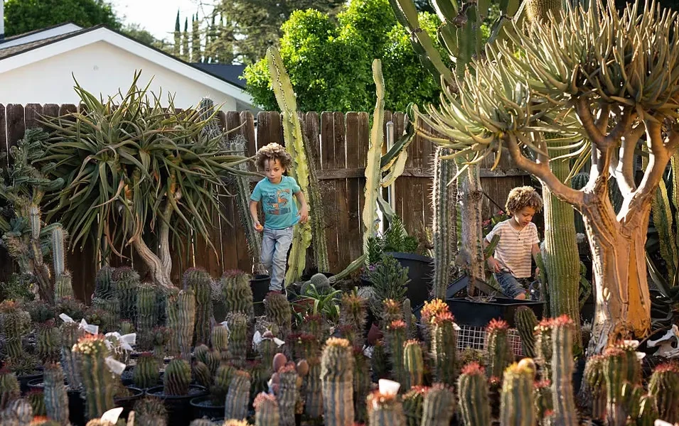 Drought-tolerant plants to keep gardens thriving