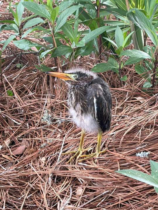 Tybee first responders team up to rescue baby green heron