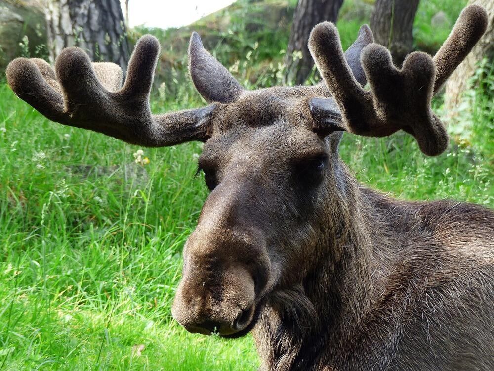 Metro Vancouver man fined nearly $7,000 for poaching a moose