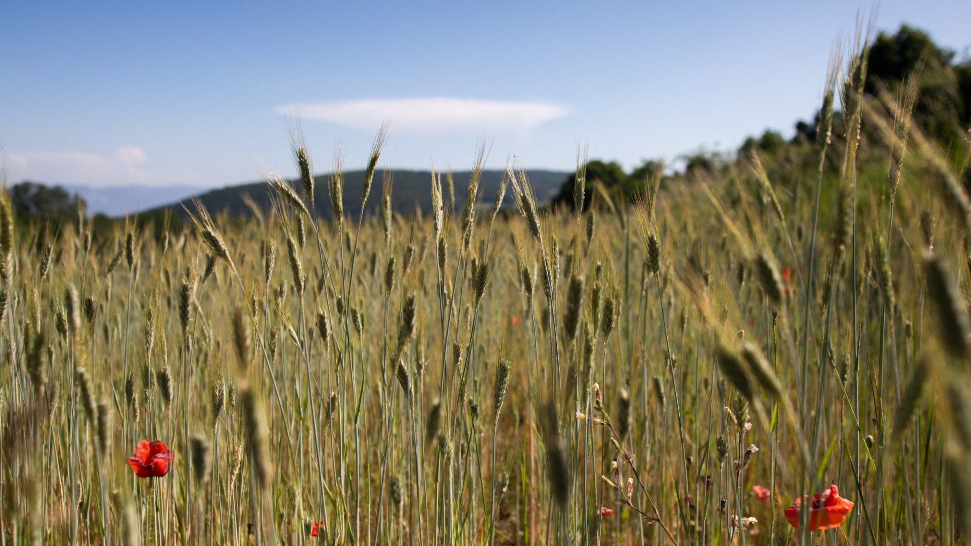 What is heritage sourcing and why is it becoming a major food trend in ...