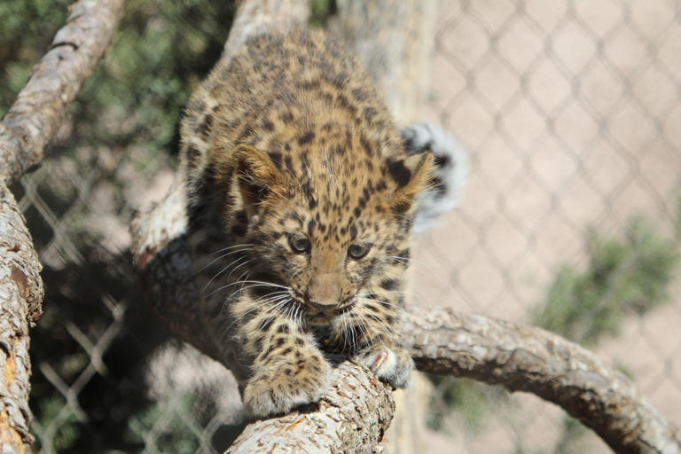 Hogle Zoo visitors can now see Amur leopard cubs