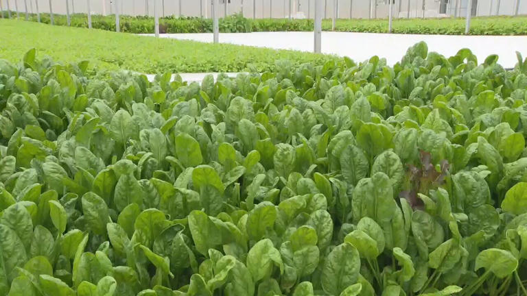 Aquaponic farm named for Andrew Young opens in metro Atlanta