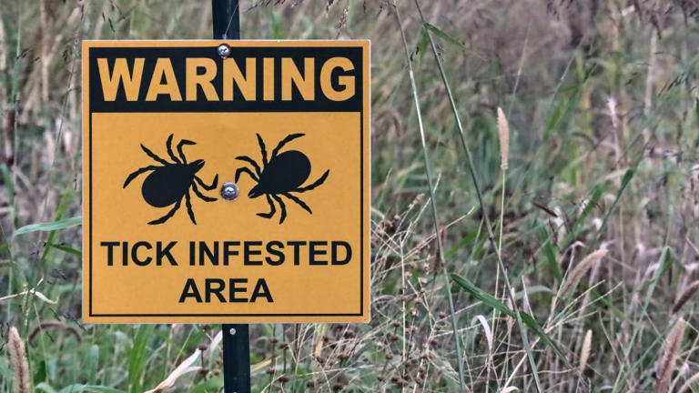 North Country Bug Control: Essential tips to keep pests away