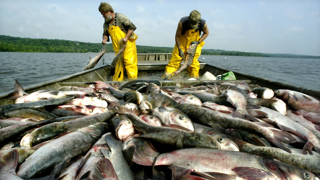 Illinois River carp removal hits 50-million-pound milestone