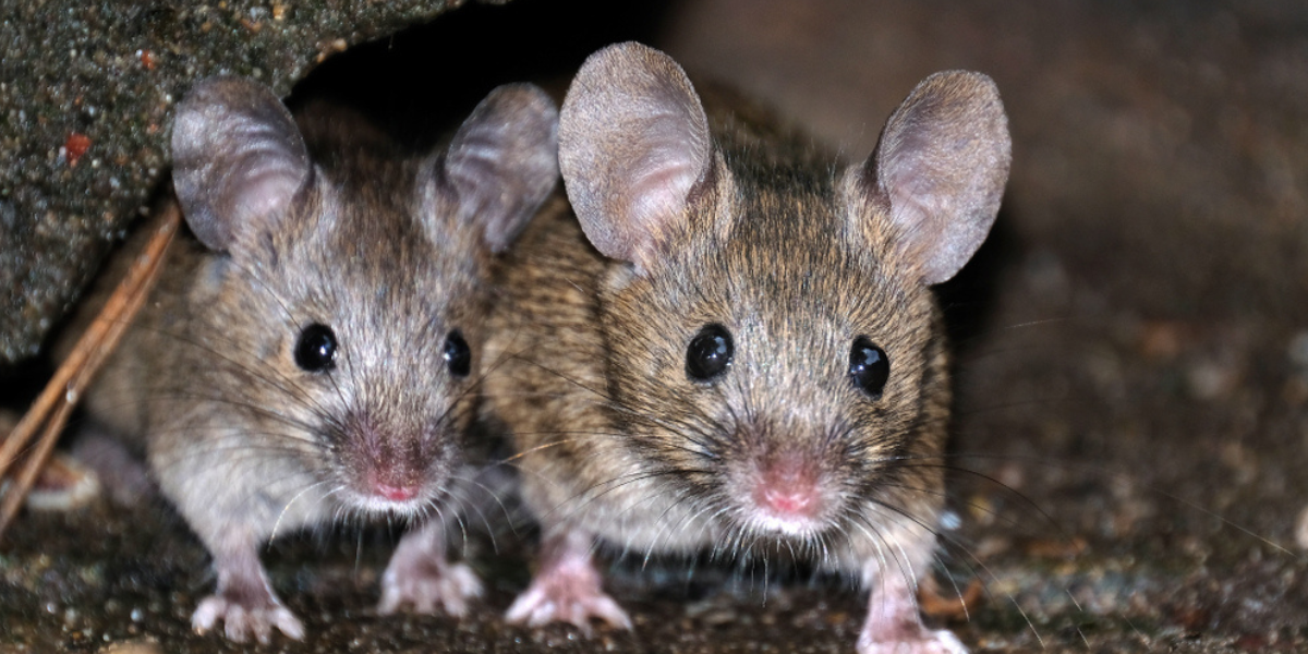 Rodent invasion threatens crops and homes in Australia