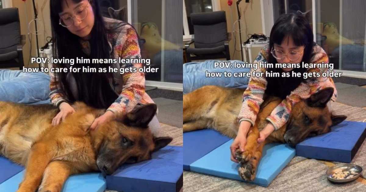 Senior dog looks at mom like he knows she won't give up on him, then ...