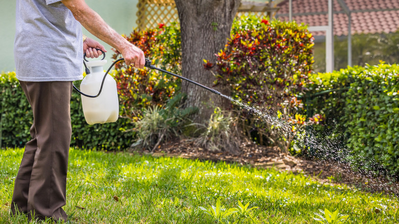 Weed killer alternatives for treating your lawn or grass
