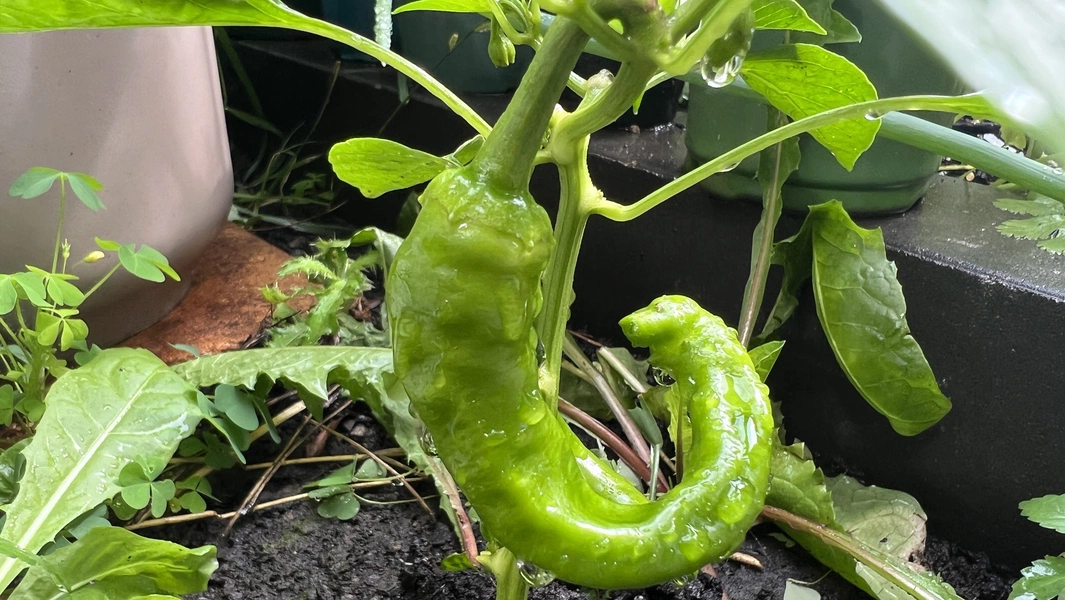 17 best and worst companion plants for peppers