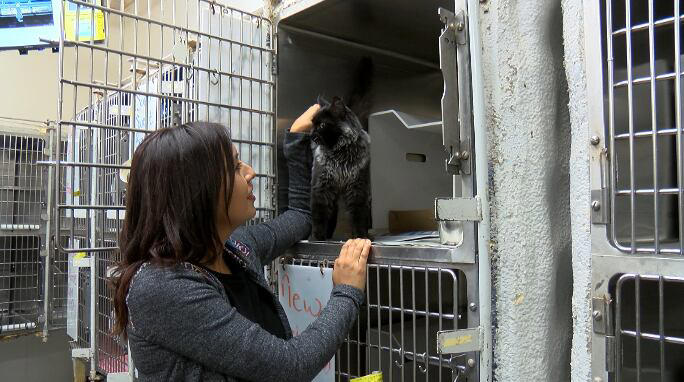 Amarillo Animal Management and Welfare offers reduced adoption fees for ...