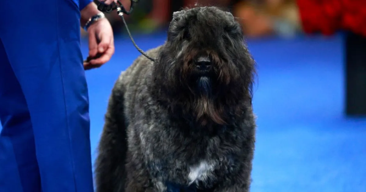Teen's prom dress delivery ends up saving her 'severely hurt' dog