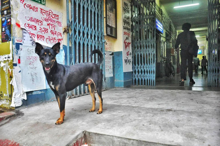 205 write to JU VC for dog feed zones, shelter revamp, Vax funds