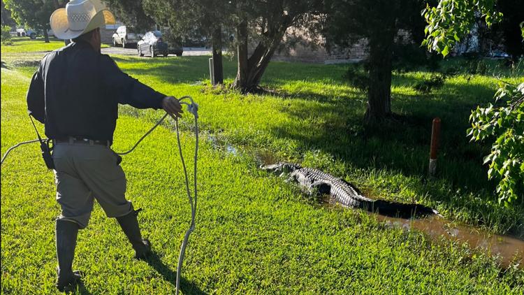 Chambers County deputy wrangles large gator found hanging around near ...
